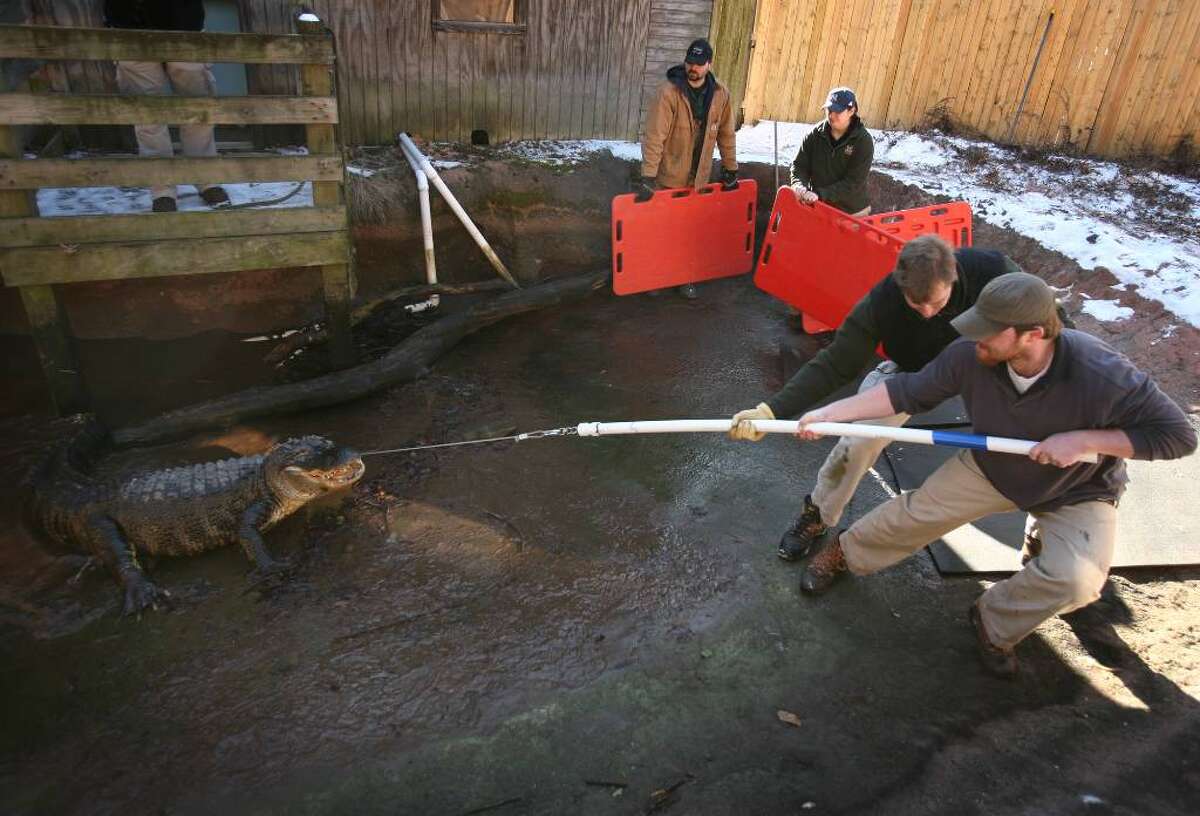 A 'chilling' scene: Alligators on the move in Bridgeport