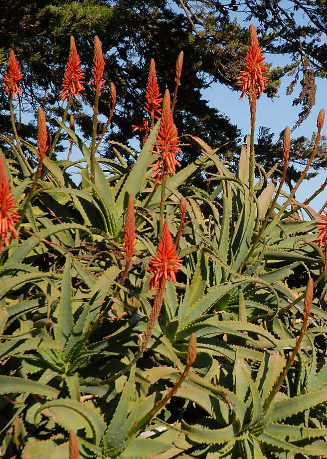 A little pruning will aid tree aloe - SFGate
