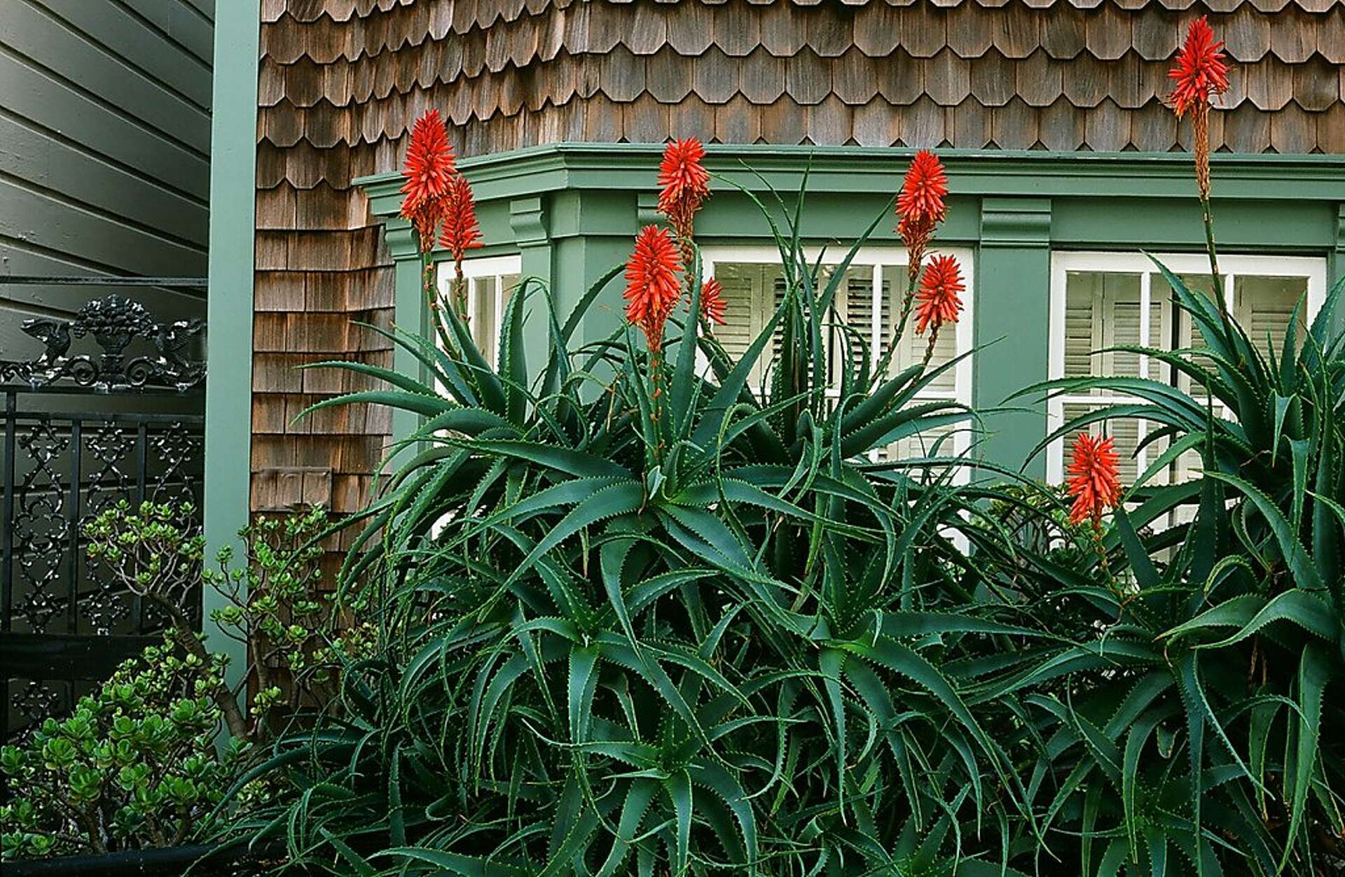 A little pruning will aid tree aloe