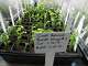 Redwood clones planted to combat warming