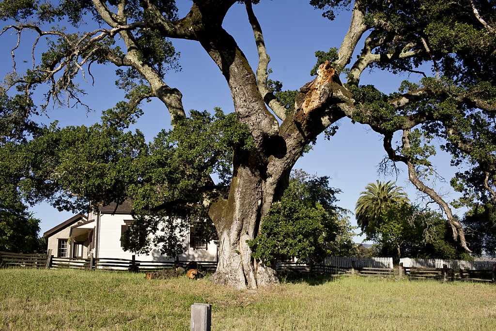 Jack London's mighty oak won't be chopped