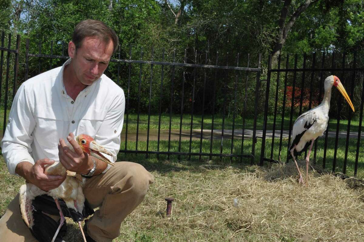 The animal kingdom of Brian Staples