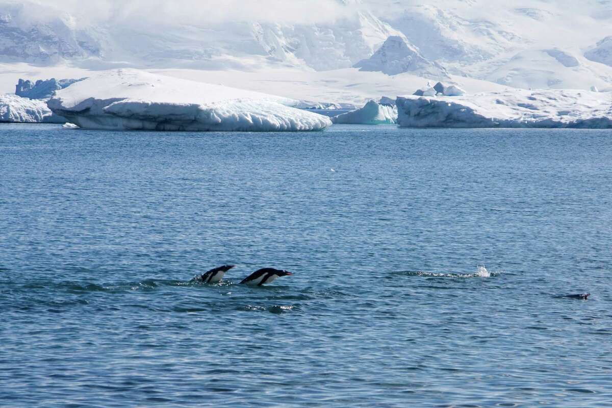 Penguins then and now