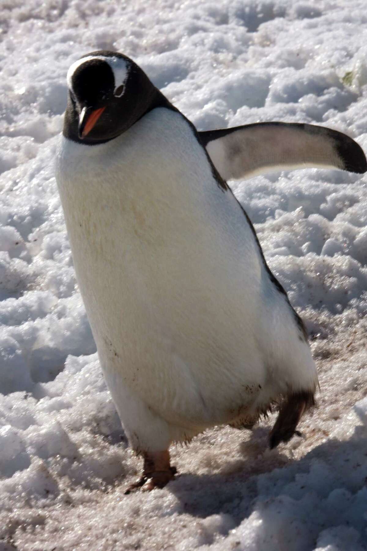 Penguins then and now