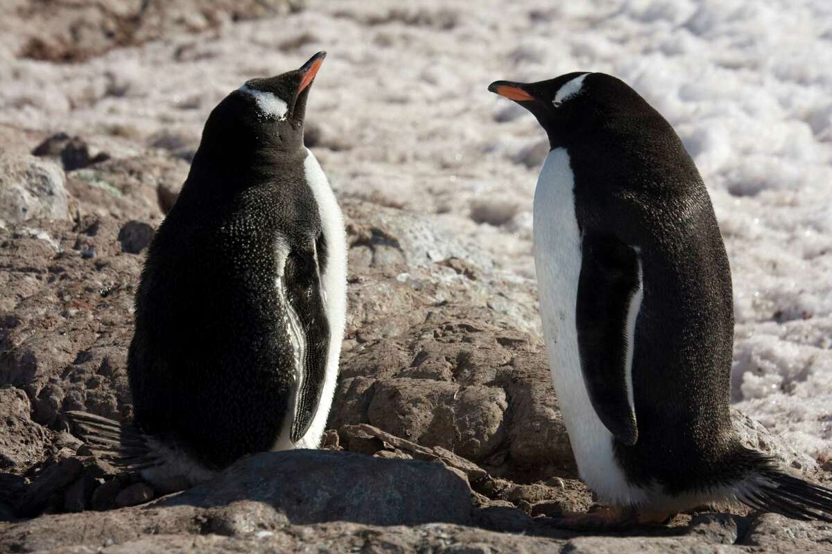 Penguins then and now