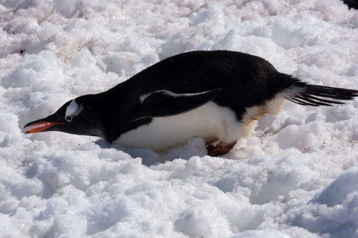 Penguins then and now