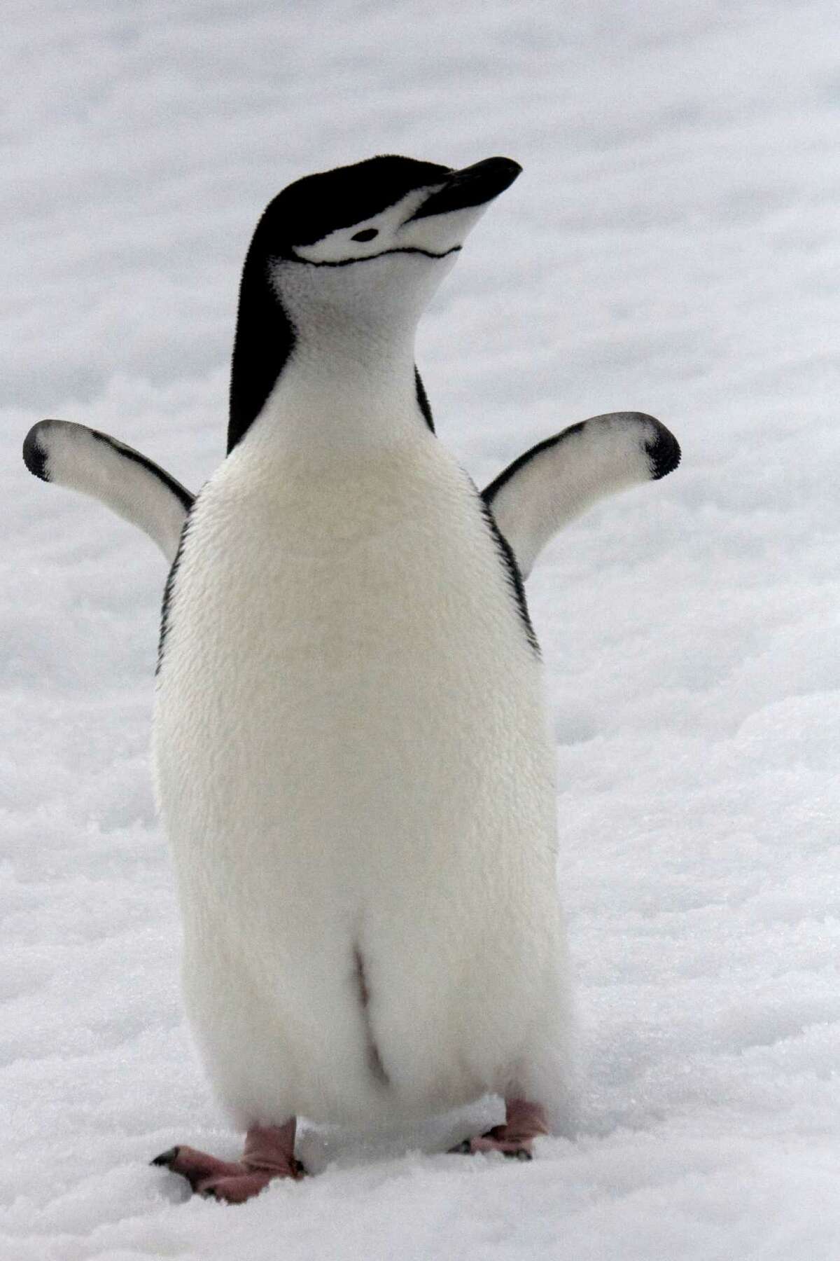 Penguins then and now