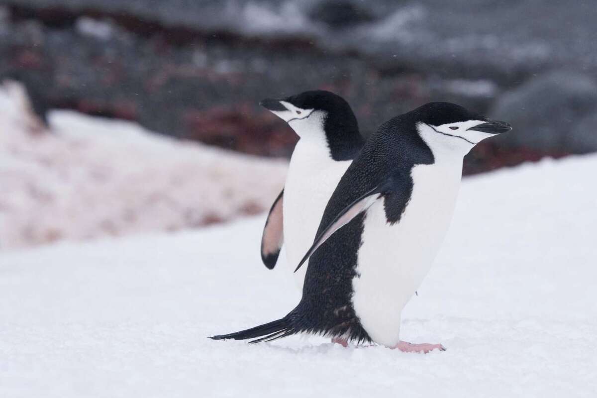 Penguins then and now