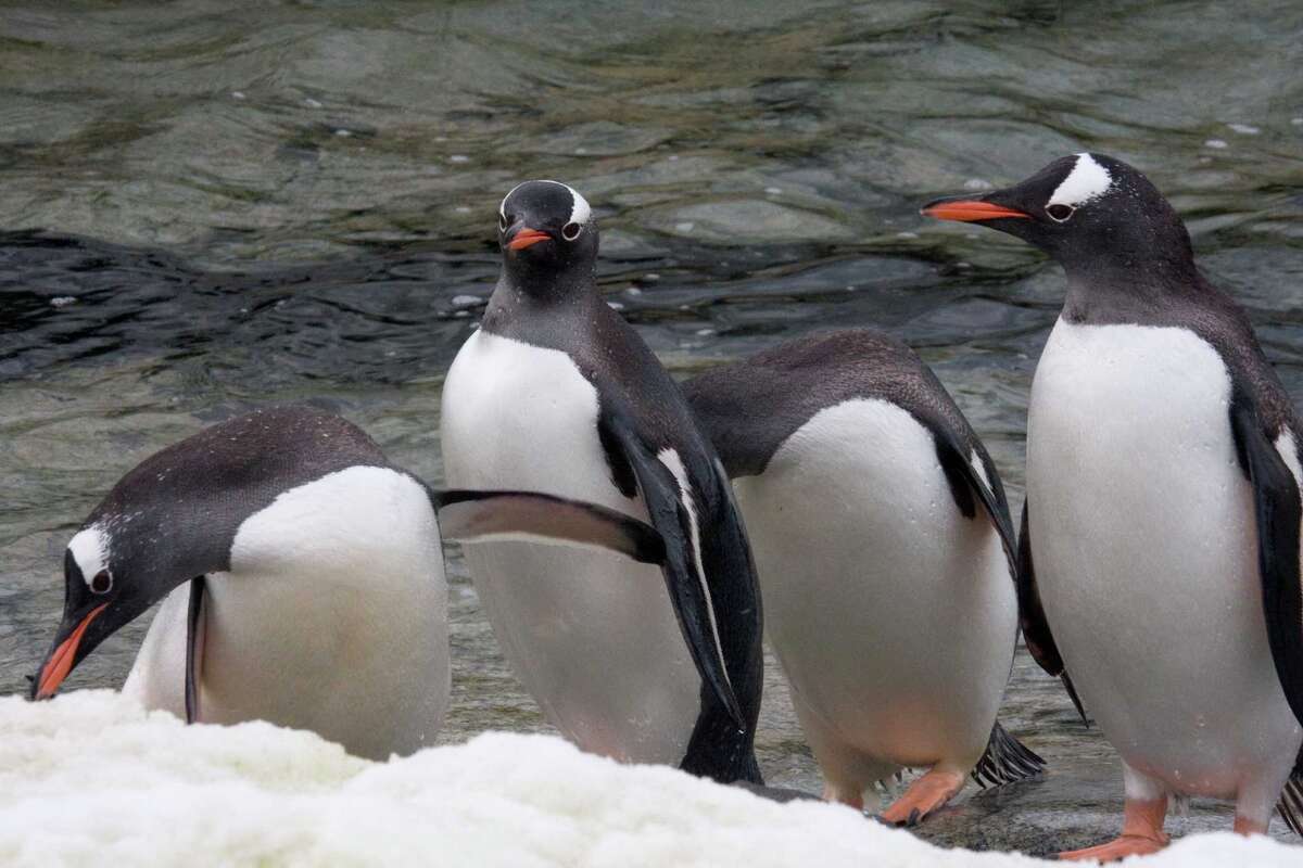 Penguins then and now