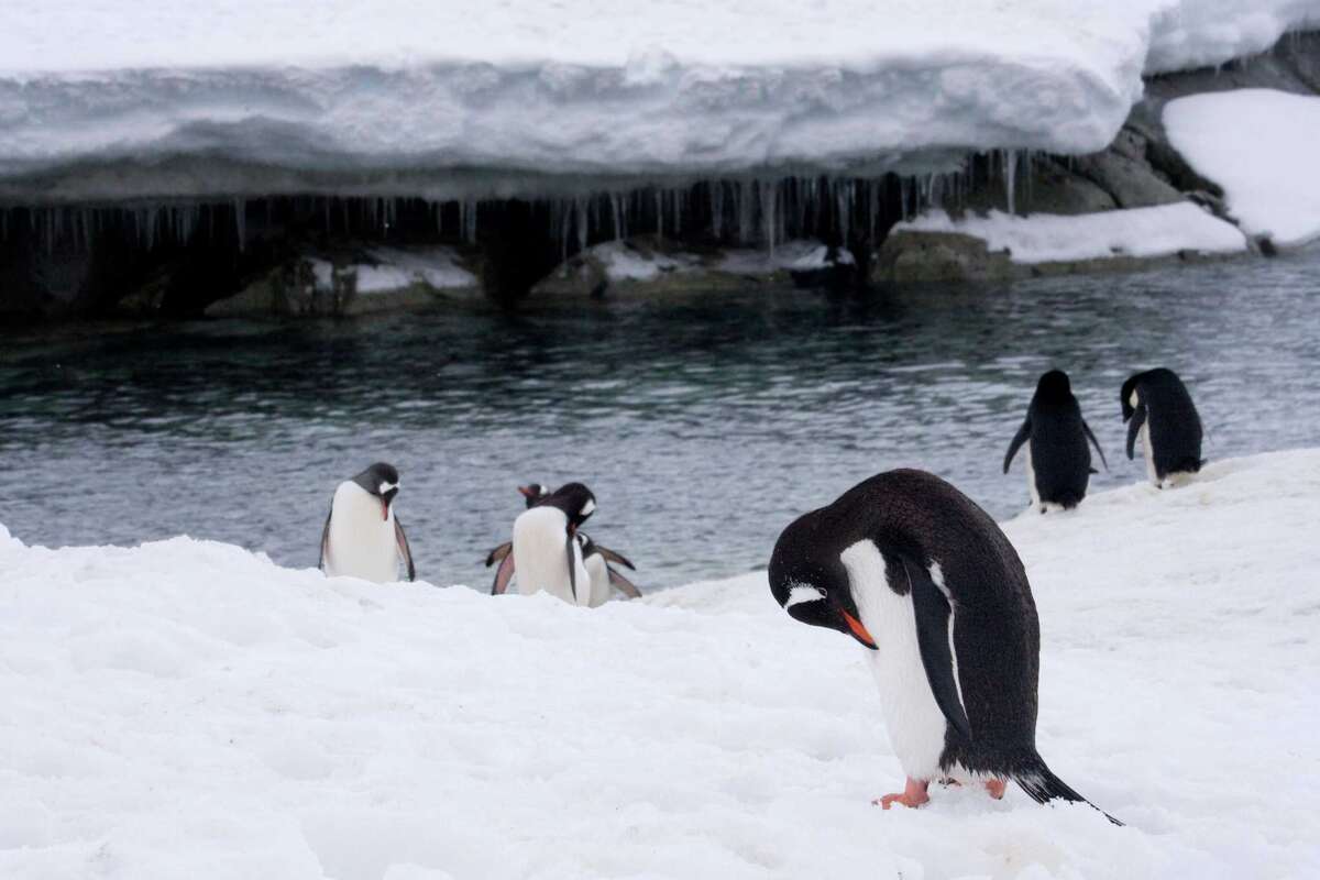 Penguins then and now