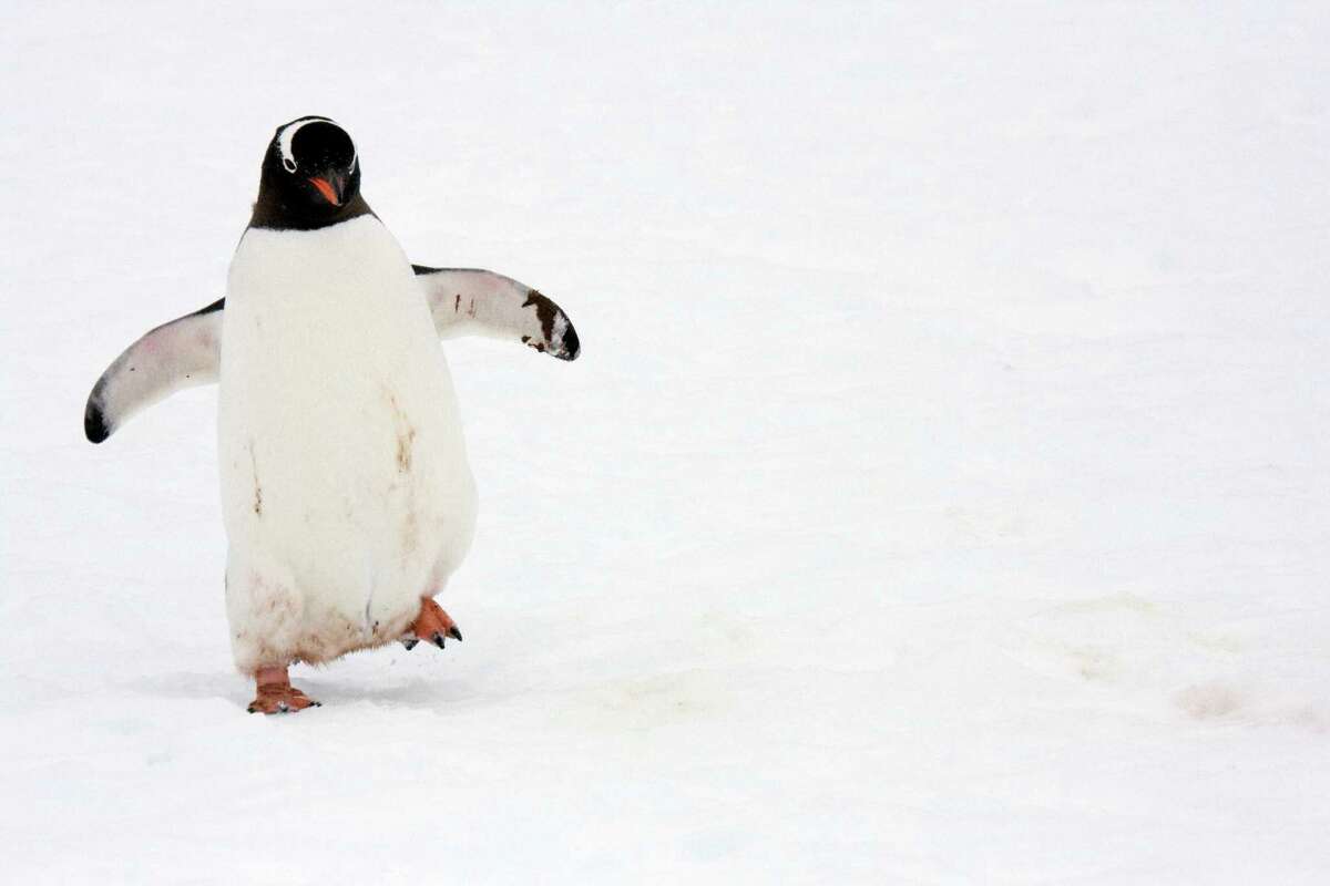 Penguins then and now