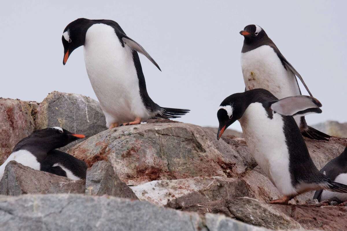 Penguins then and now