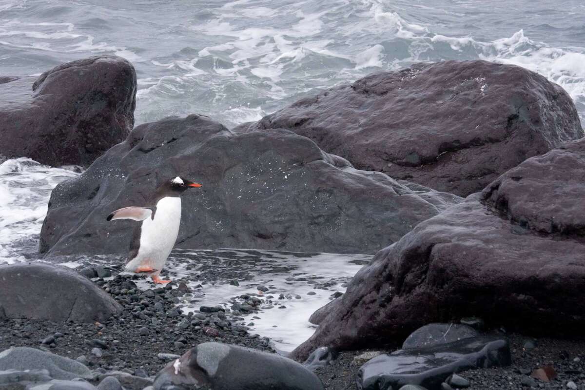 Penguins then and now
