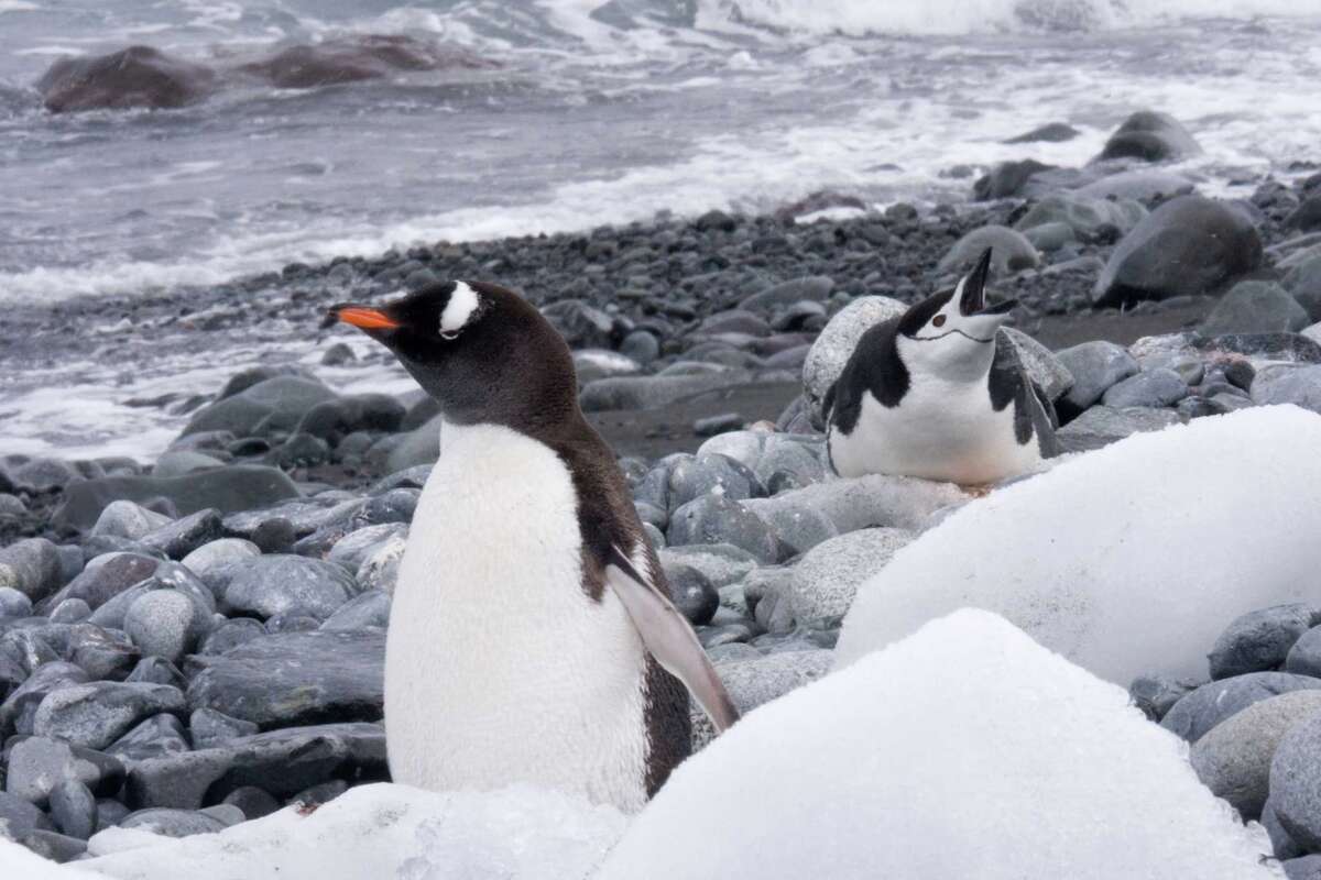 Penguins then and now