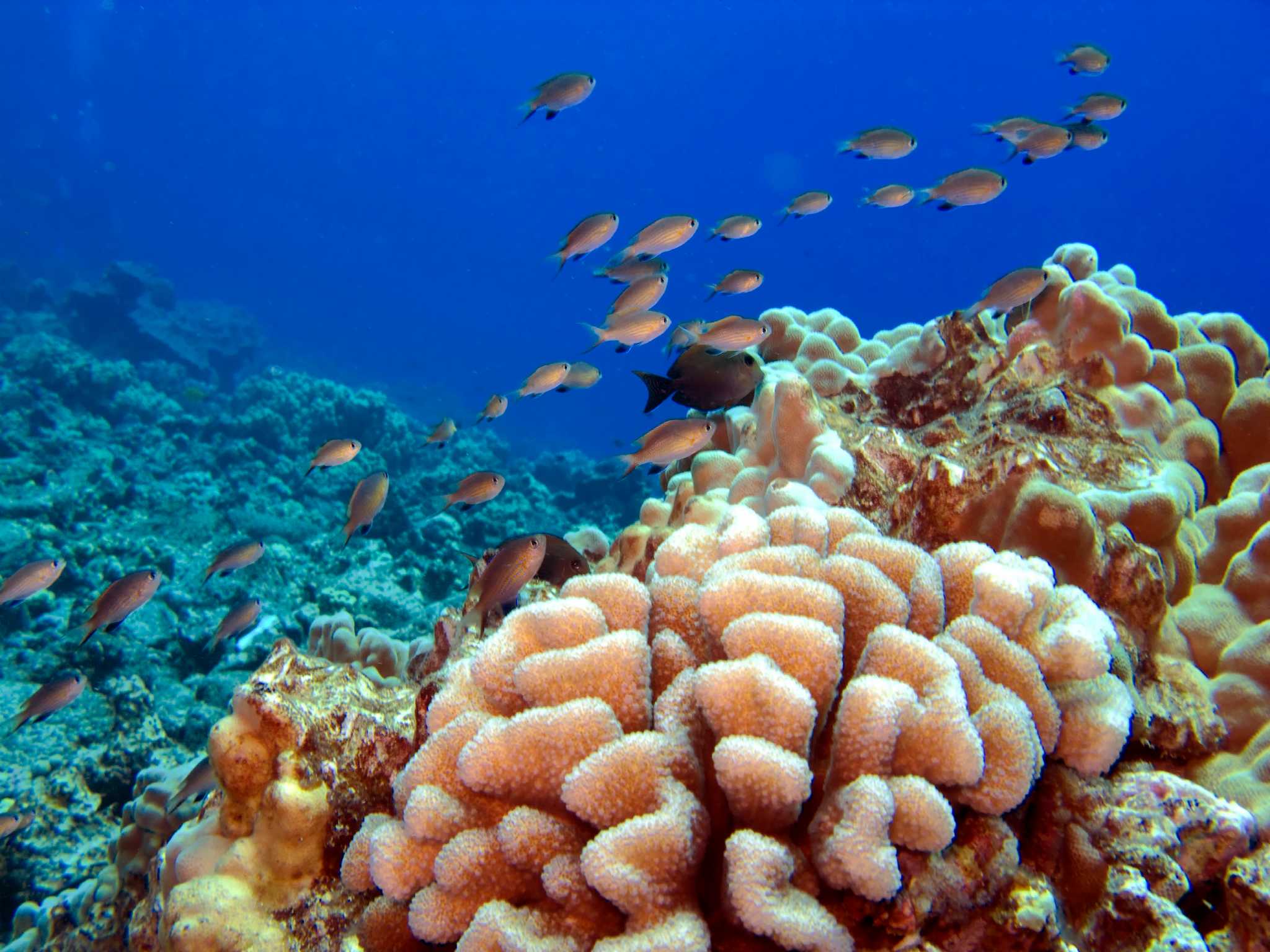 EarthTalk / Hope for Hawaii coral reefs is sinking