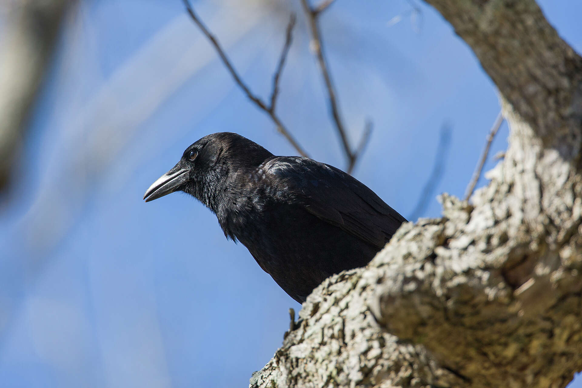 Tips for identifying ravens and crows