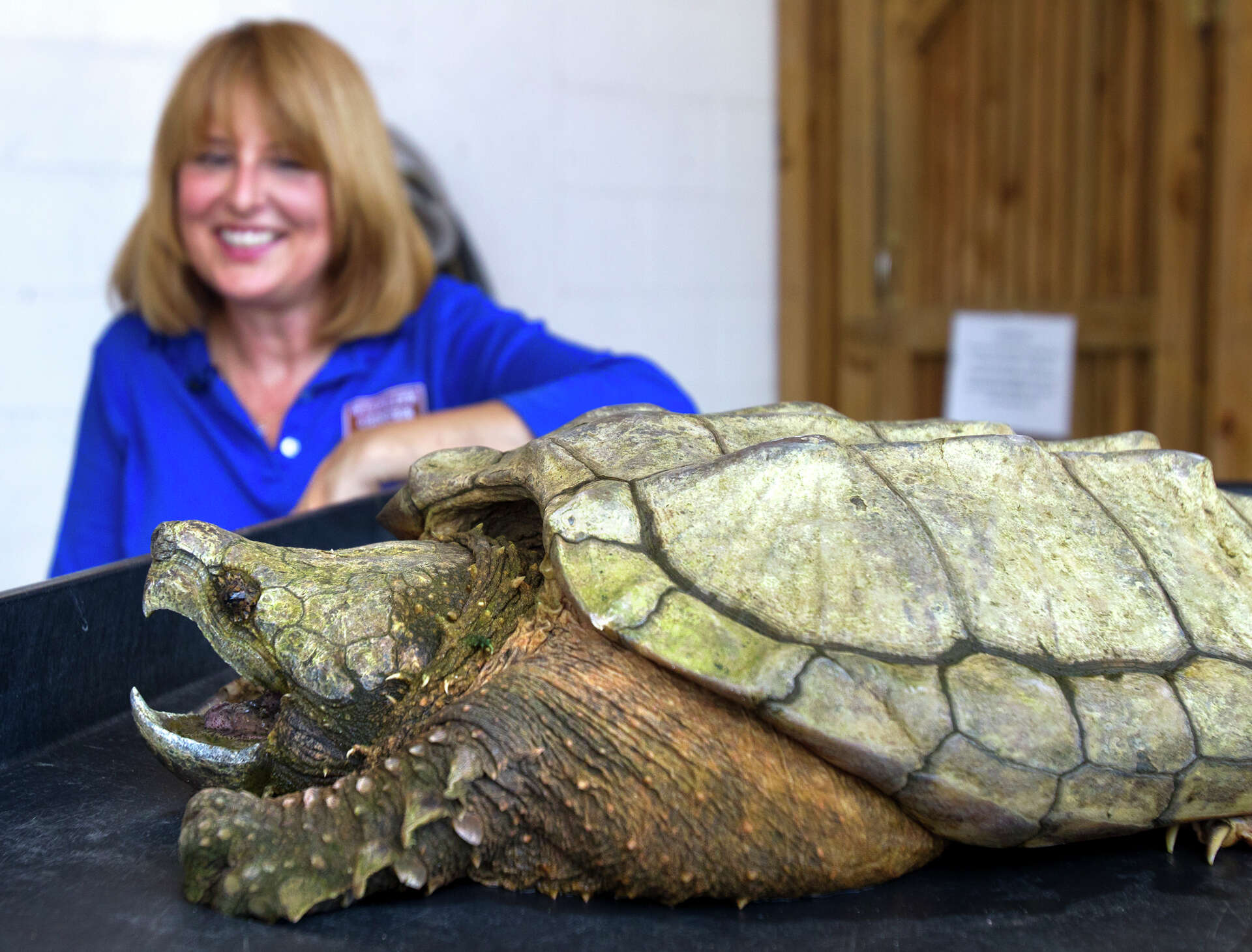 8 facts about a modern dinosaur — the alligator snapping turtle