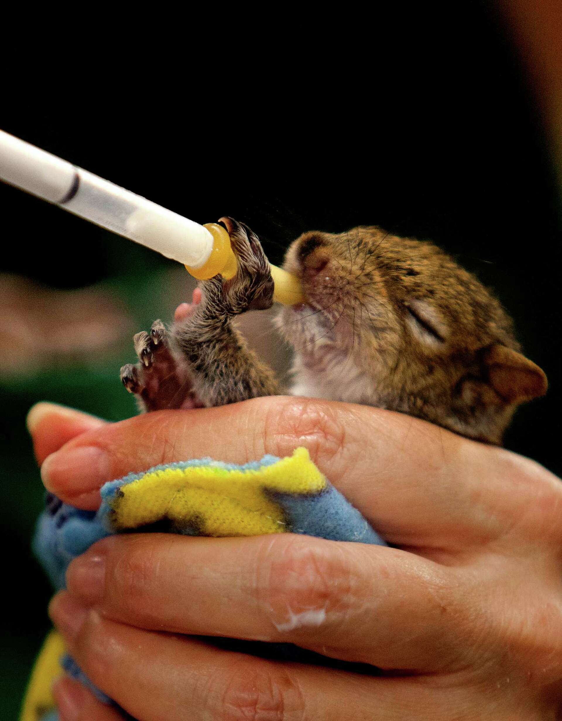 Happy Squirrel Appreciation Day! 8 surprising facts about the acorn-eaters