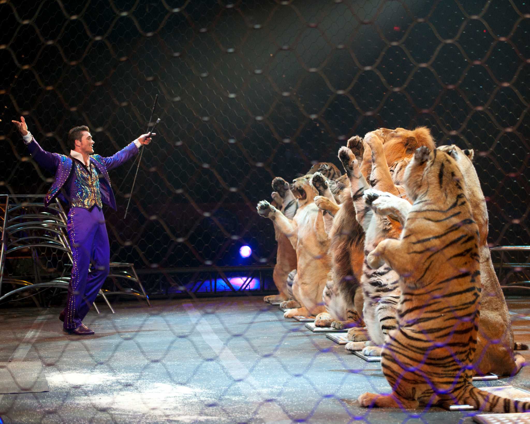 Big cats under the big top