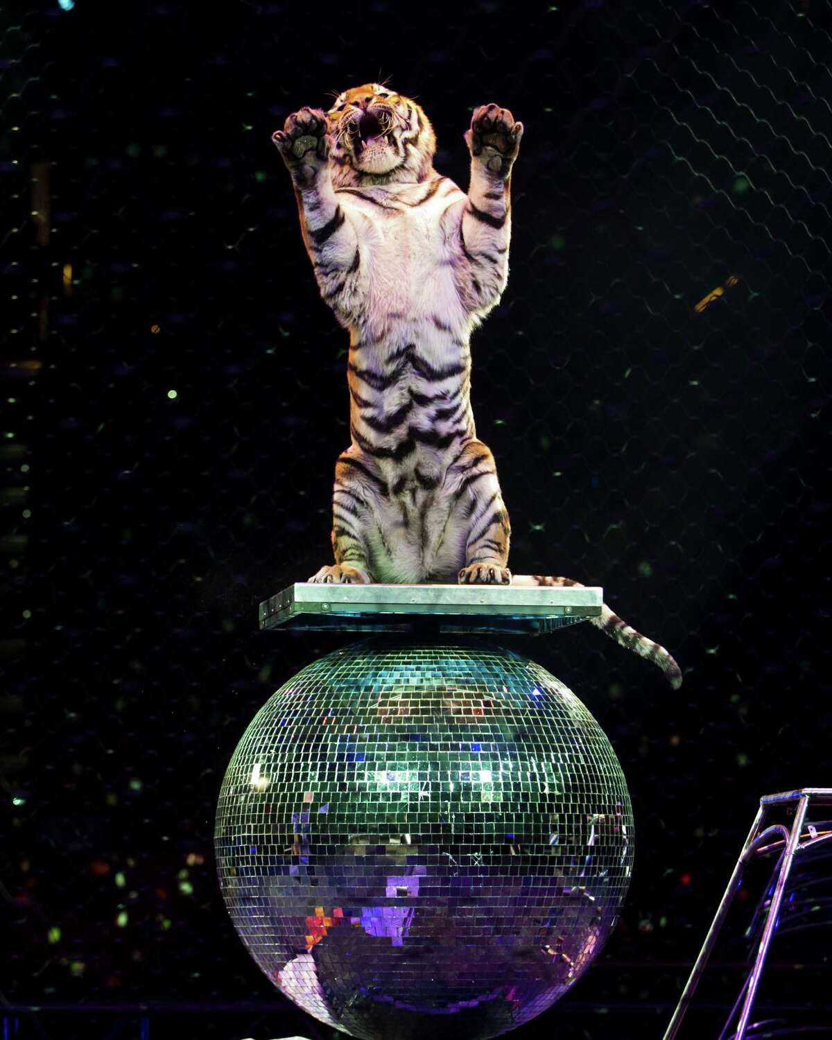 Big cats under the big top