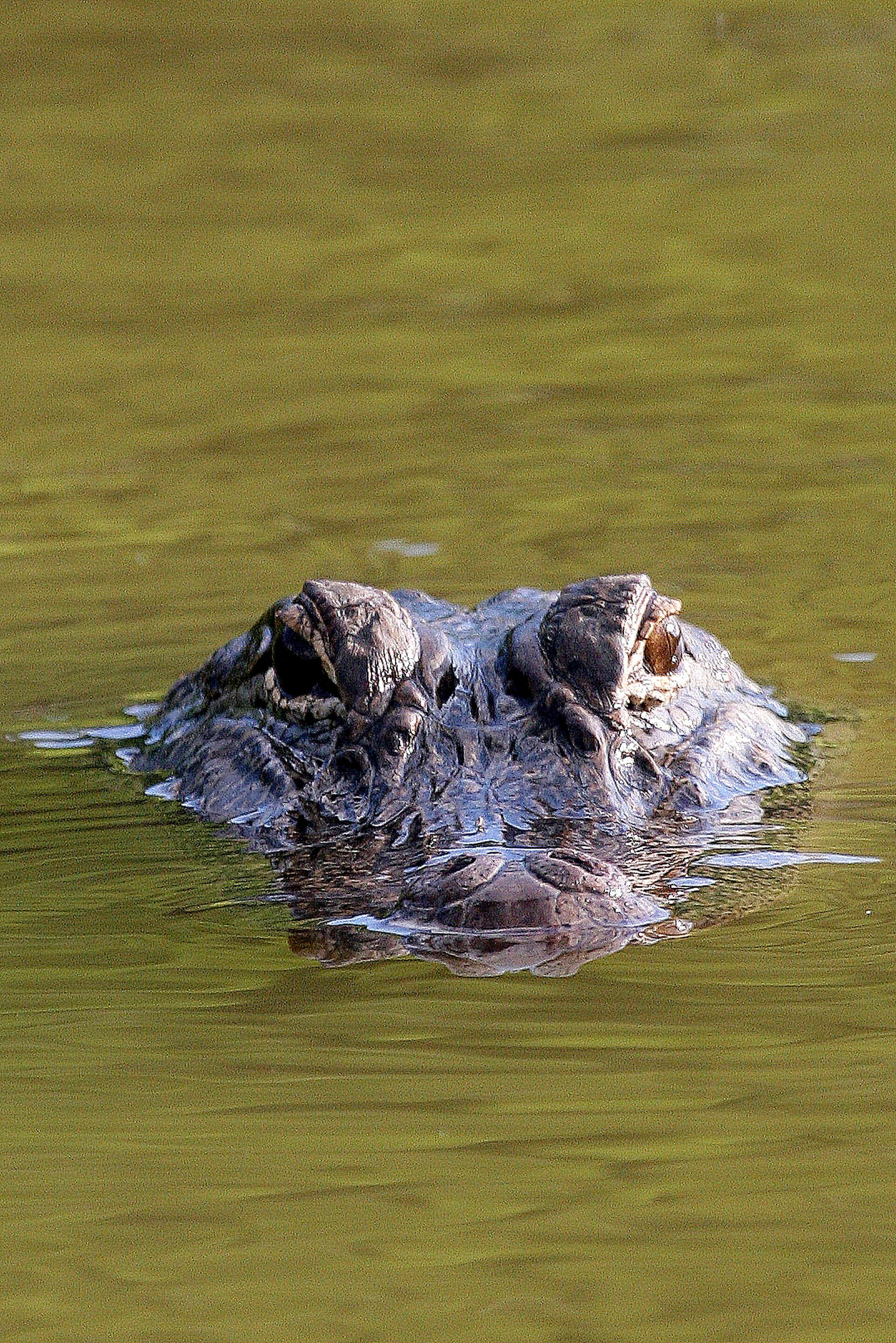 State keeping eye out with gators on move