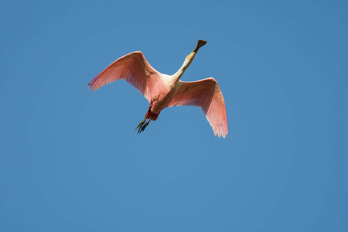 Striking color gives roseate spoonbill a tropical flair