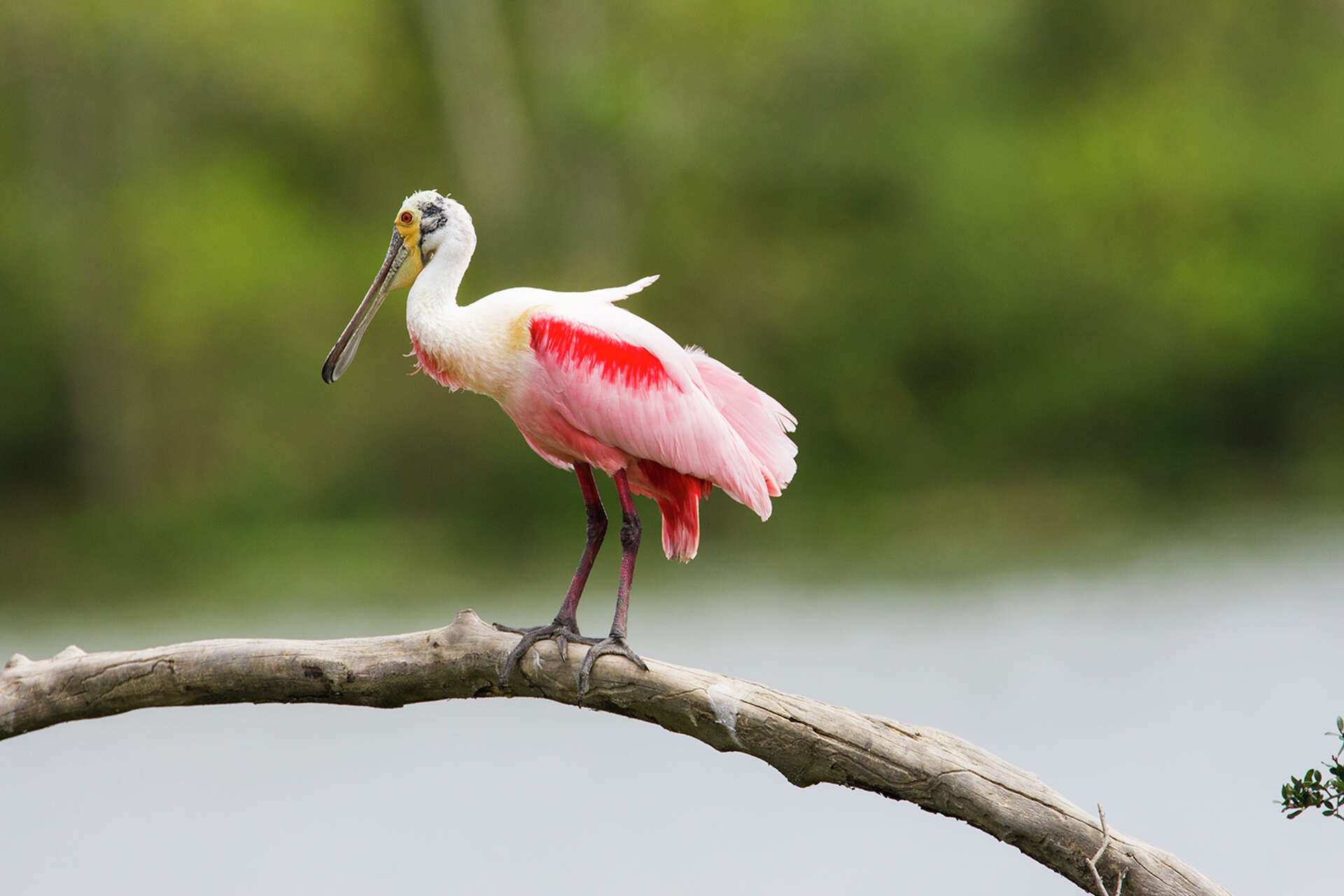 Striking color gives roseate spoonbill a tropical flair