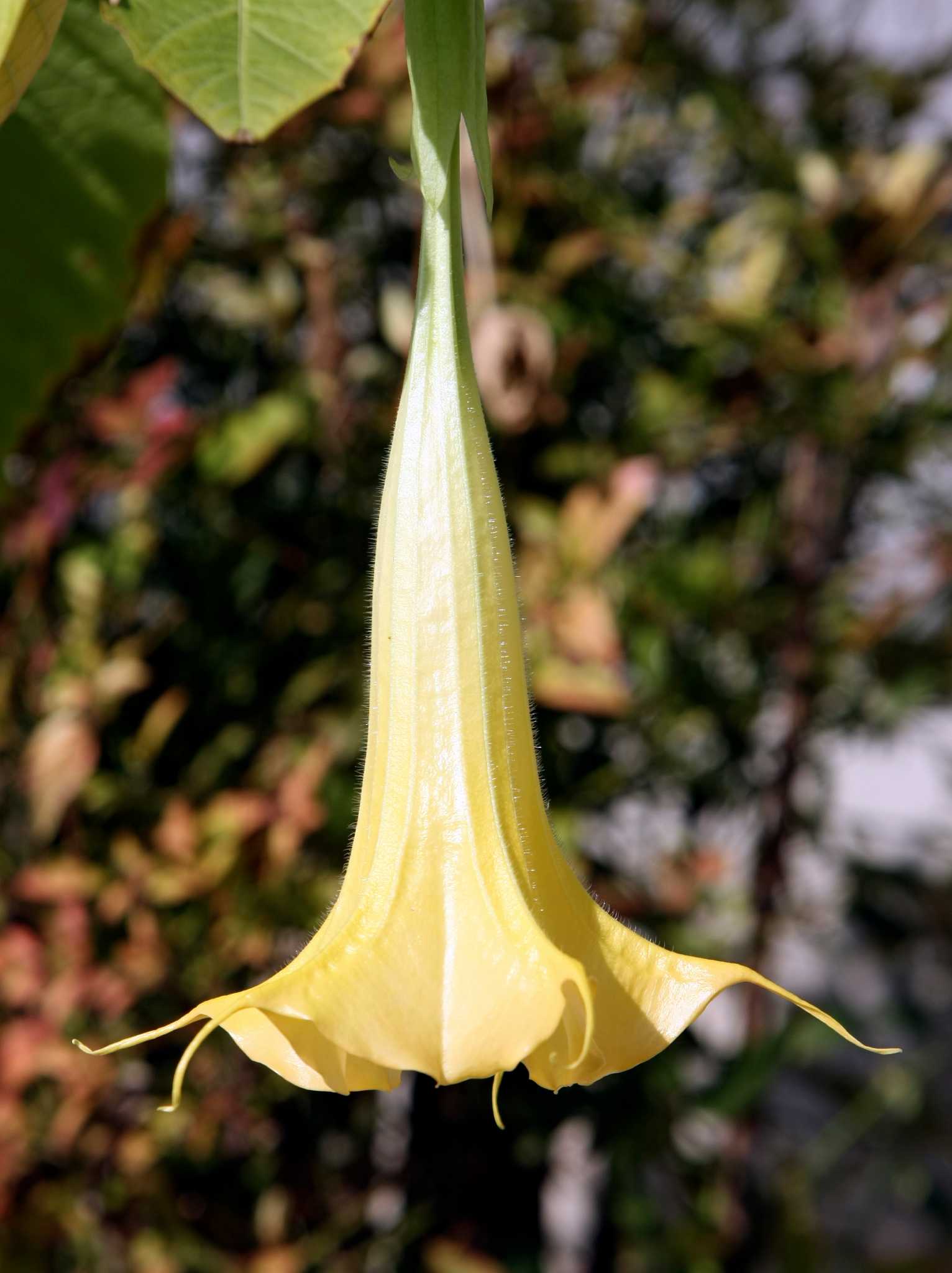 Neil Sperry: Angel trumpet, oak leaf hydrangea, oak wilt, aphids on ...