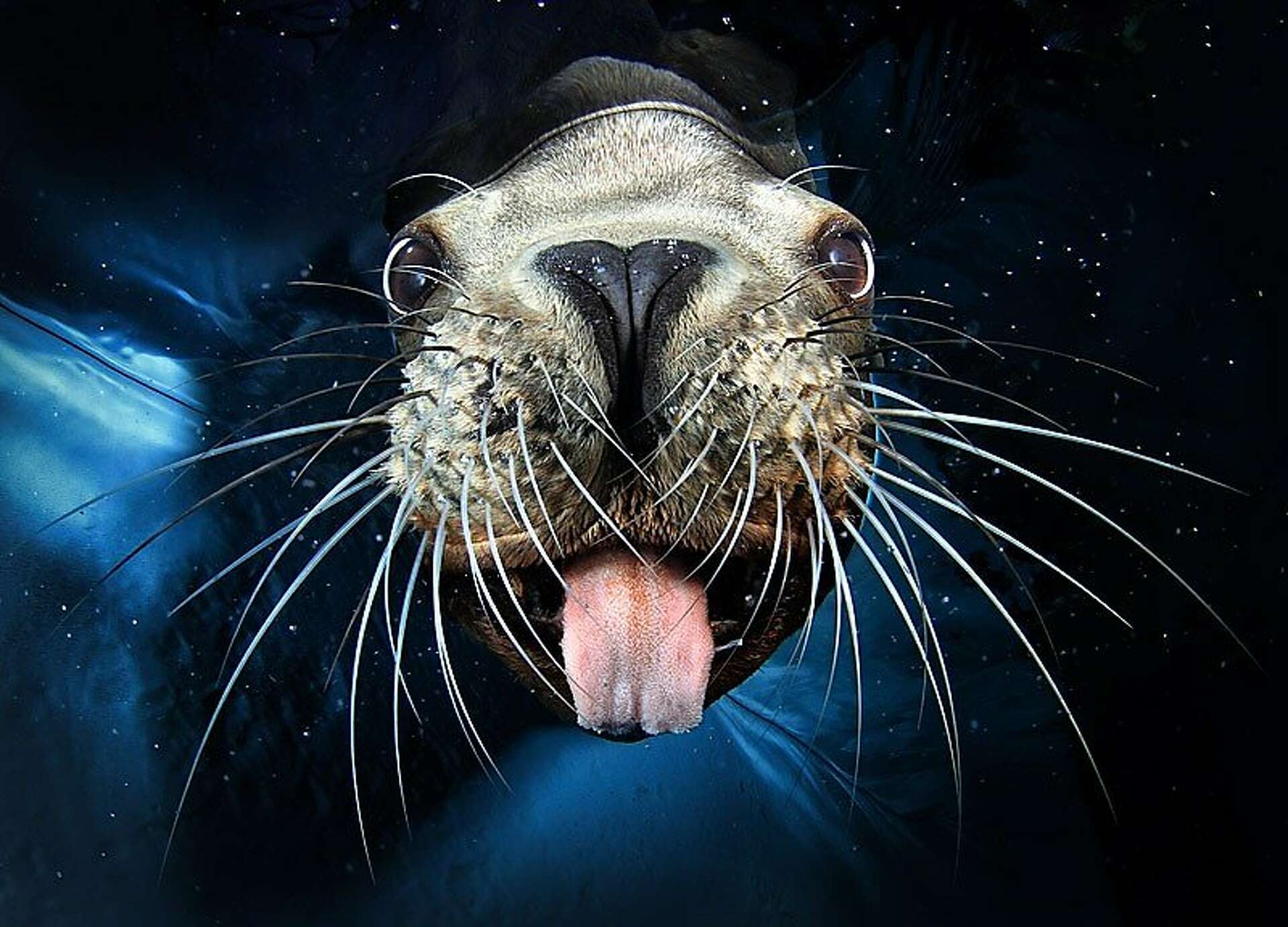 Seth Casteel's underwater animal photography
