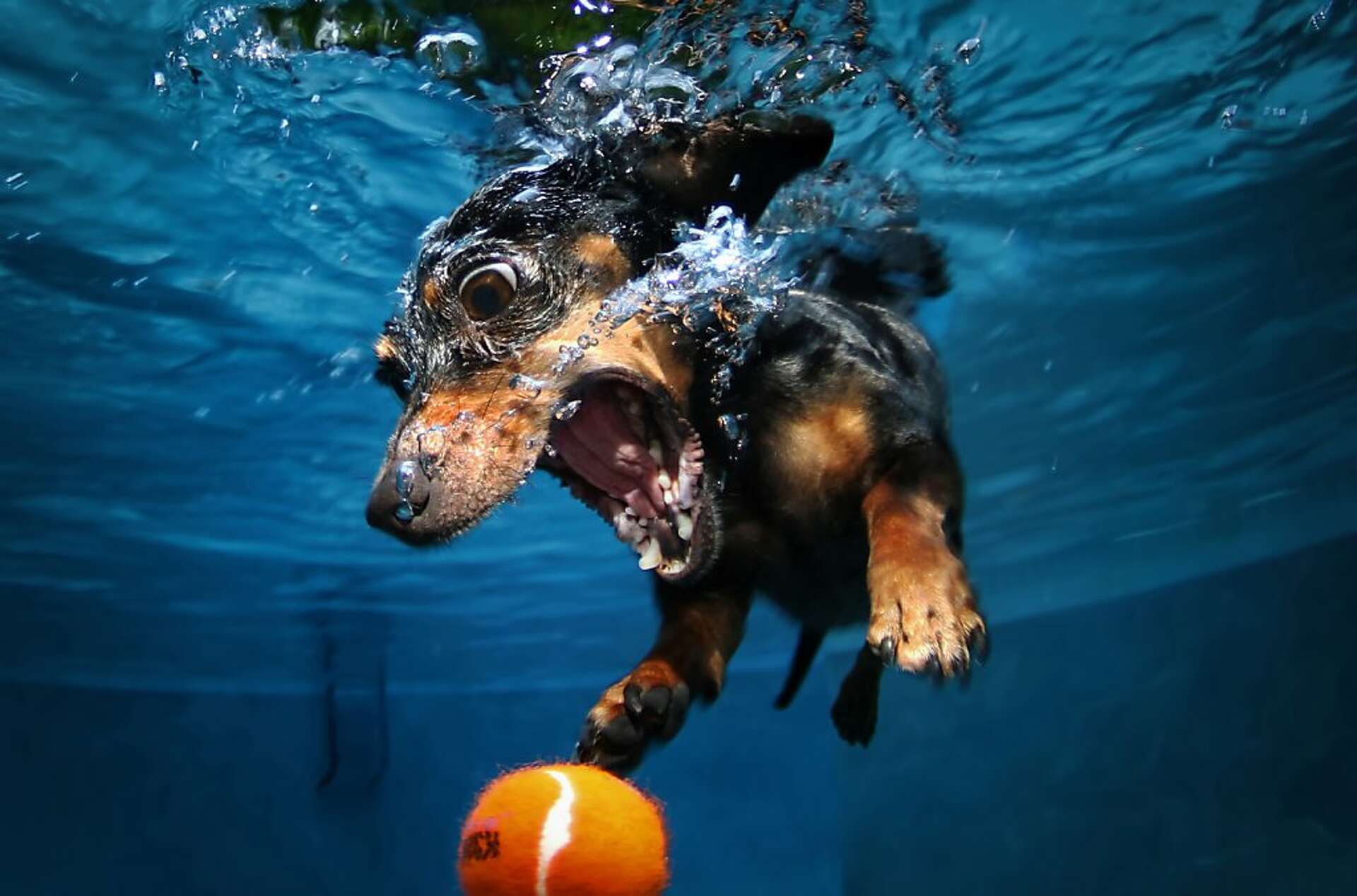 Seth Casteel's underwater animal photography