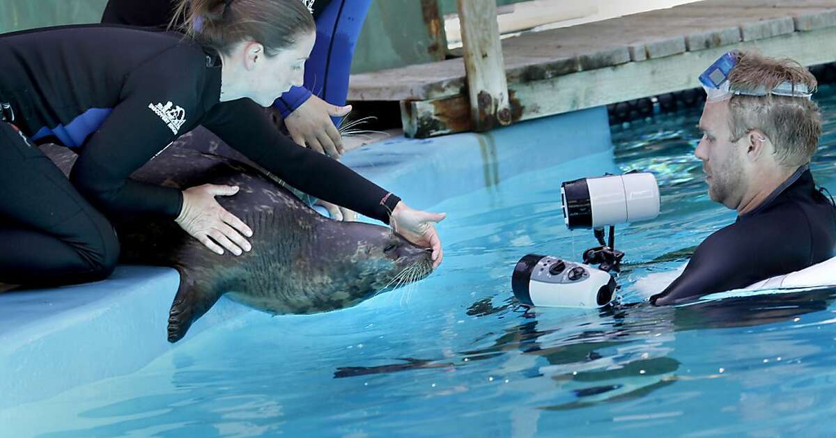 Seth Casteel's underwater animal photography