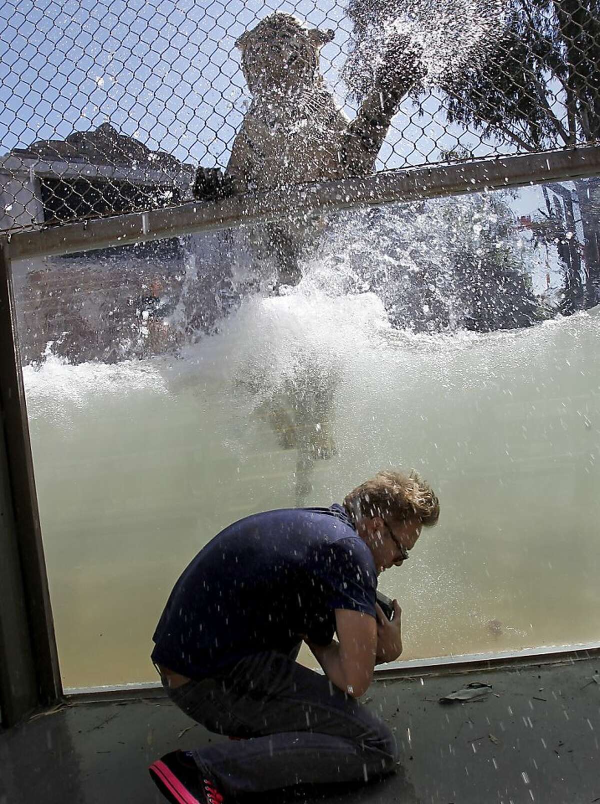 Seth Casteel's underwater animal photography