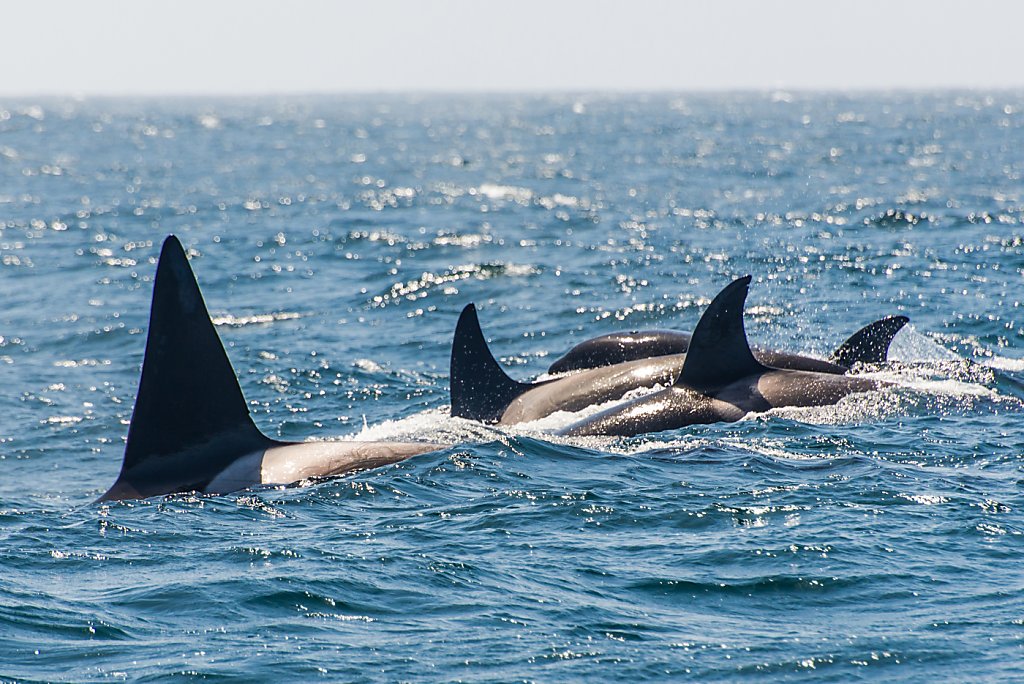 Orcas feast on gray whale calves off Monterey