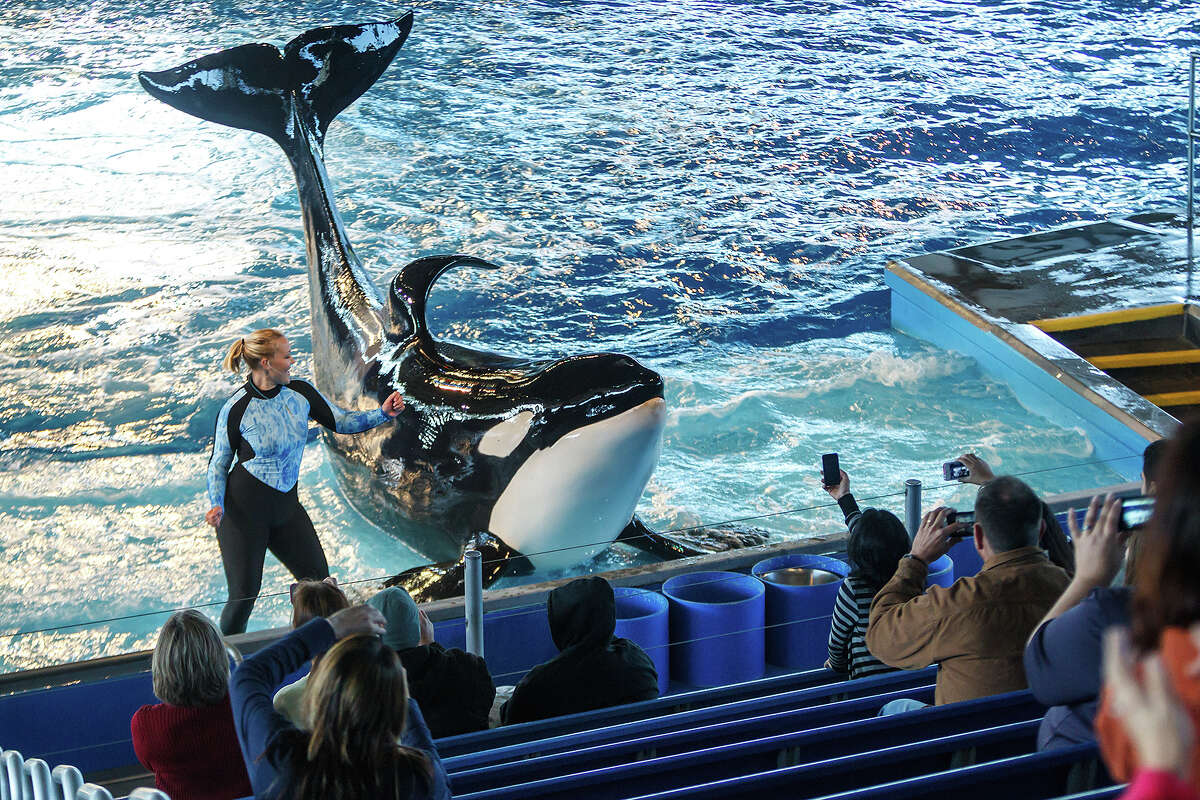 Killer whale dies at SeaWorld San Antonio