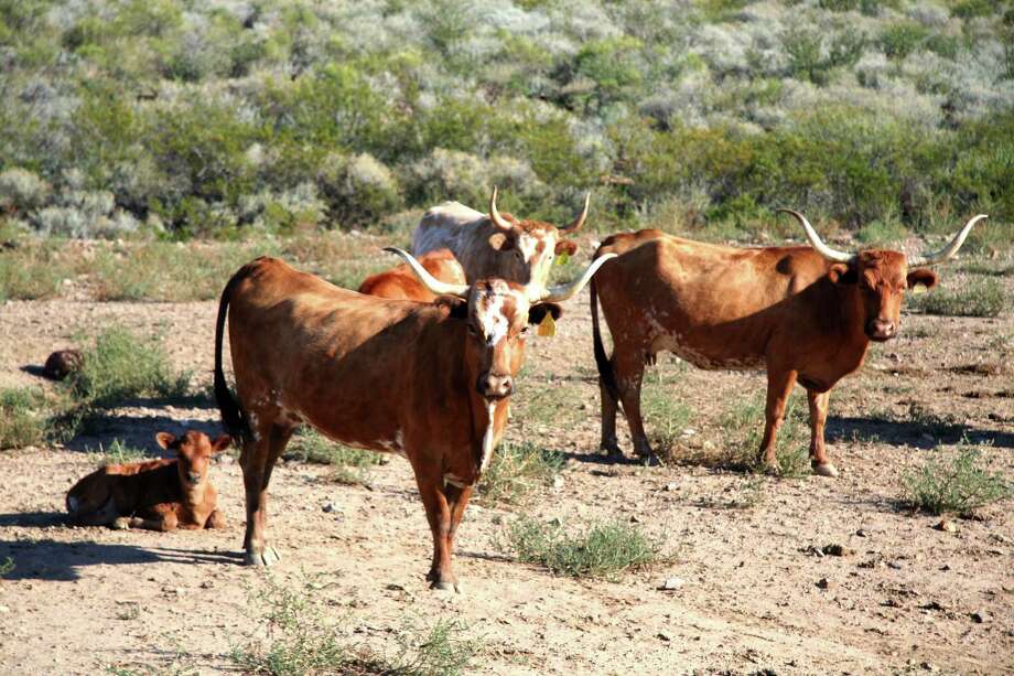 16 cool things you probably didn't know about Big Bend National Park ...