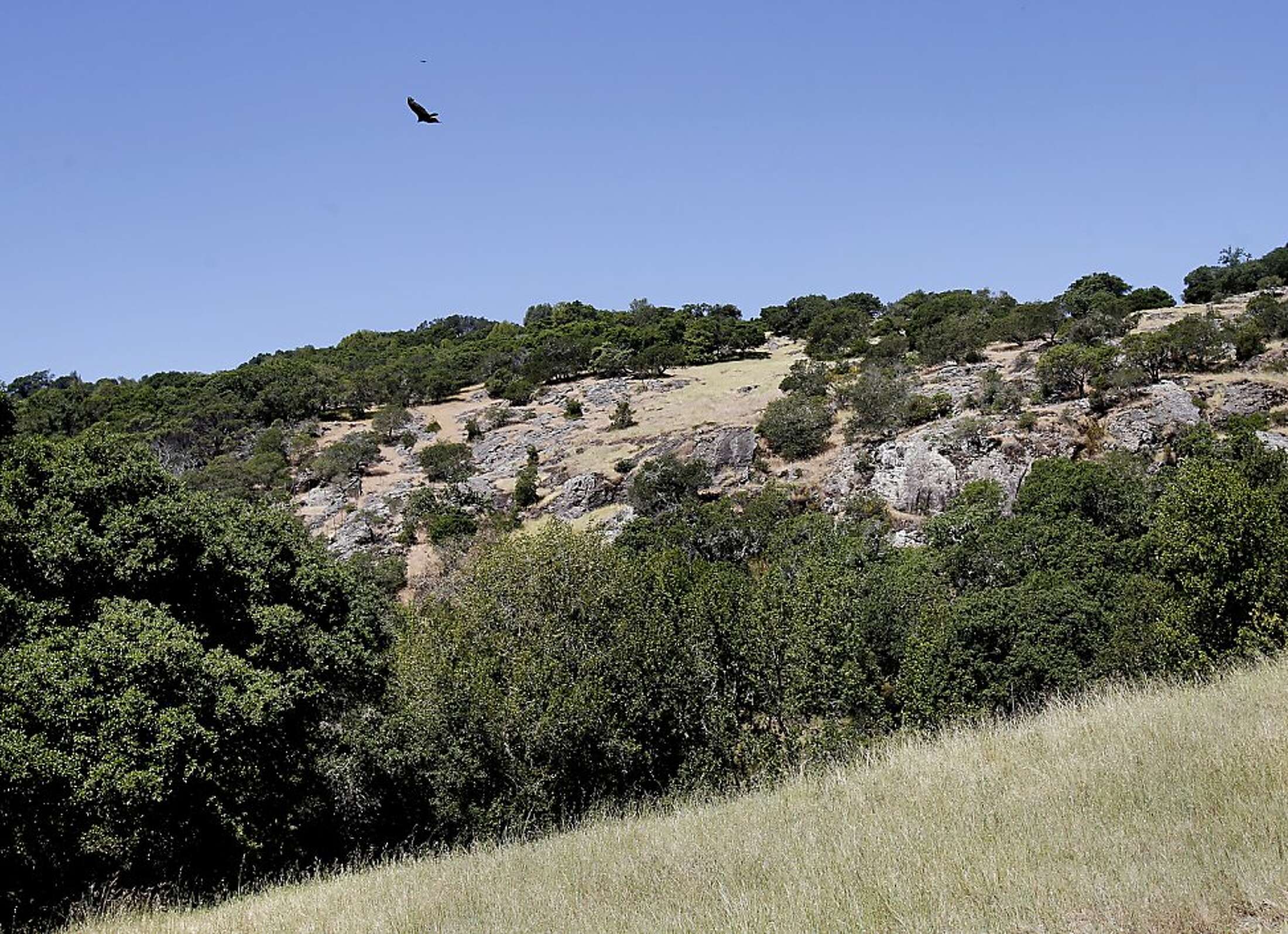 Hike Mount Burdell Open Space Preserve