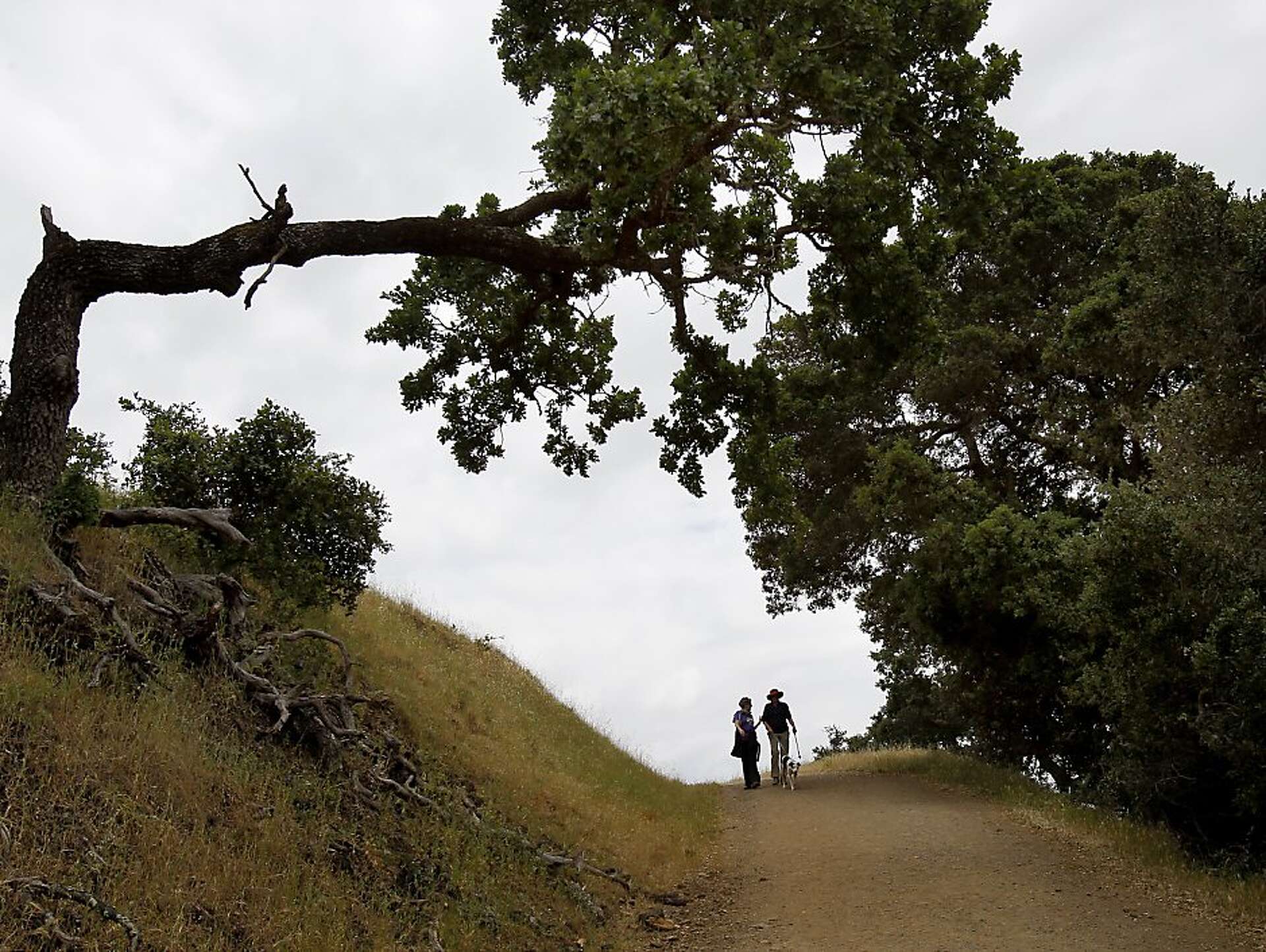Hike Mount Burdell Open Space Preserve