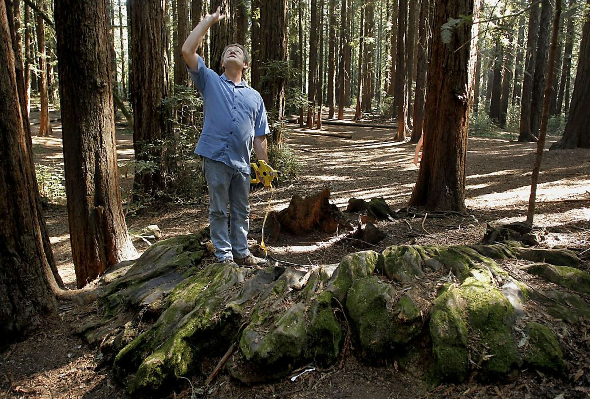 Hidden redwood is remnant of forest giants