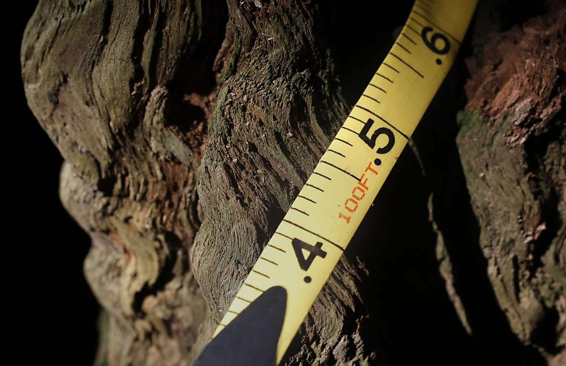 Hidden redwood is remnant of forest giants