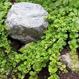 Yerba buena used in garden, kitchen - SFGate