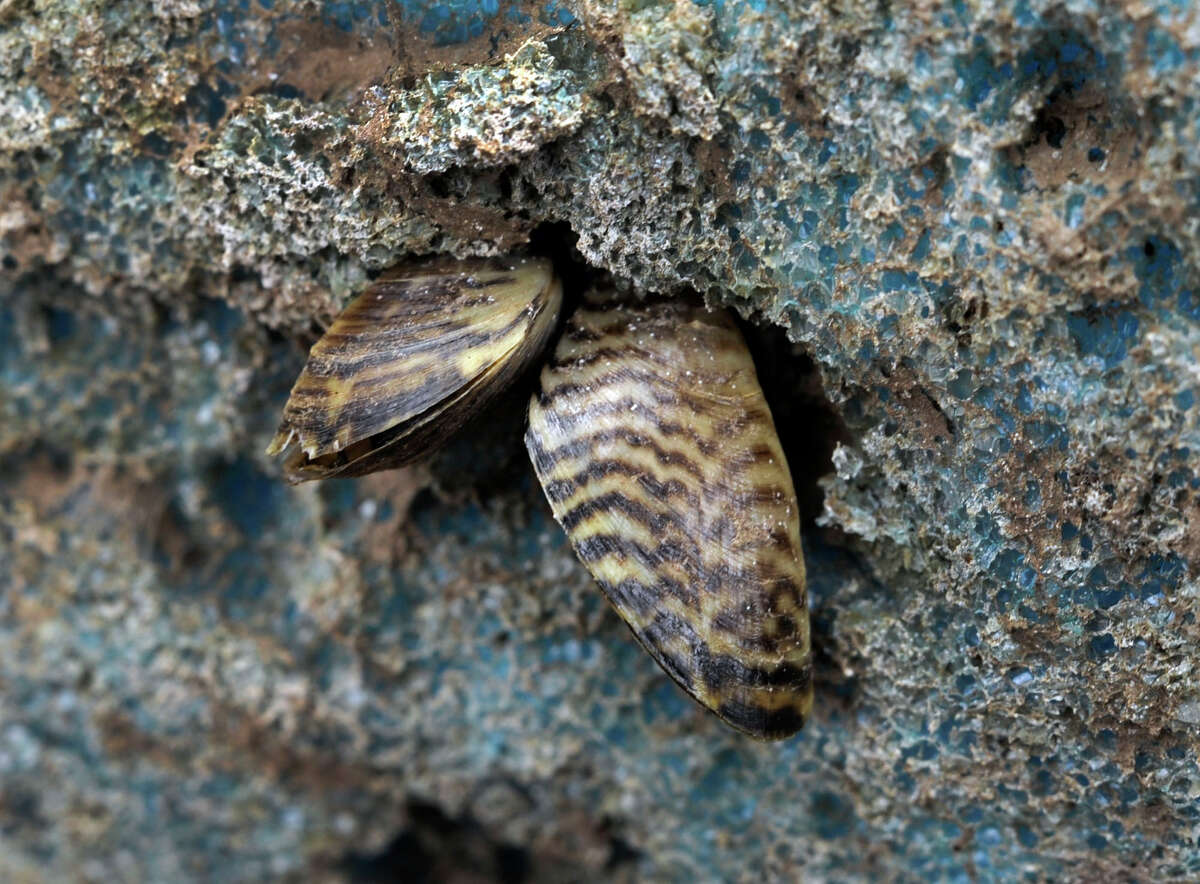 Attacking invasive zebra mussels upstream