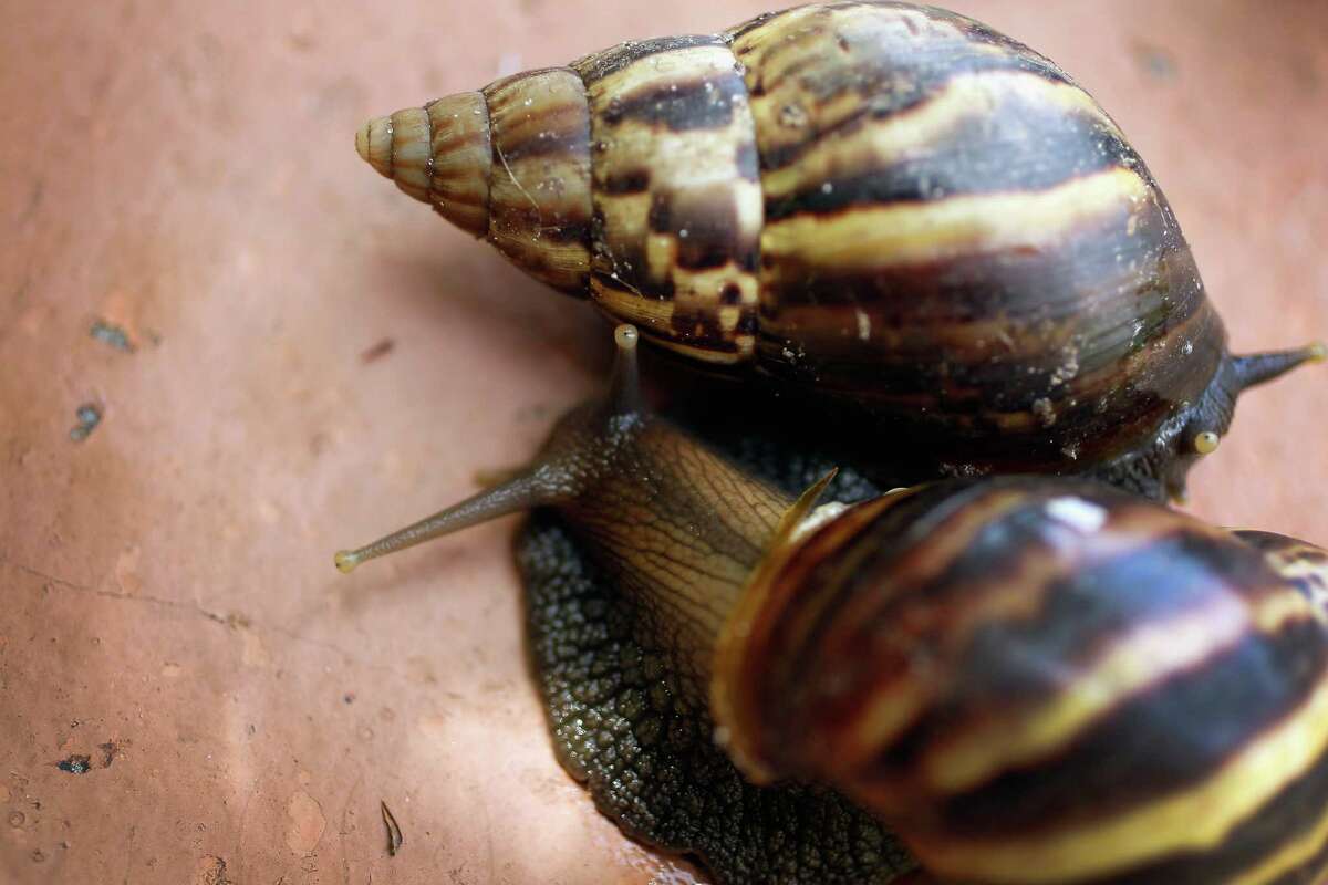 A case of mistaken identity: Big snail is beneficial, not bad