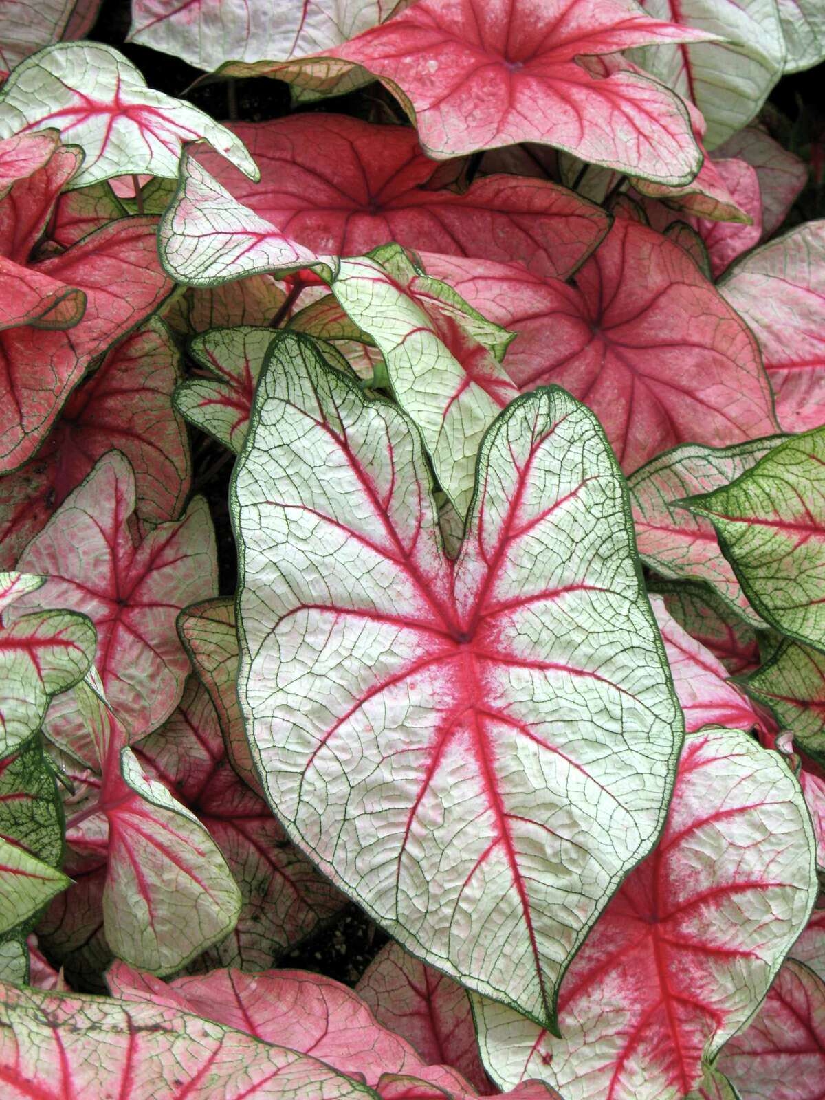 The time is right for colorful caladiums