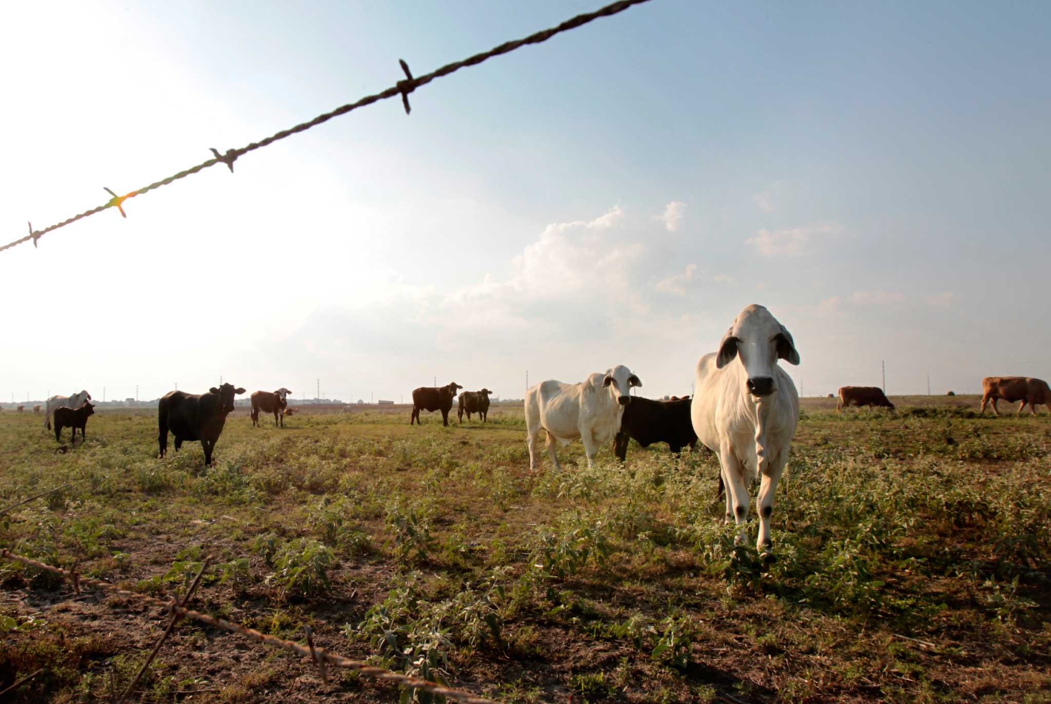 Toxic cow farts? Finally – a solution, says Texas A&M