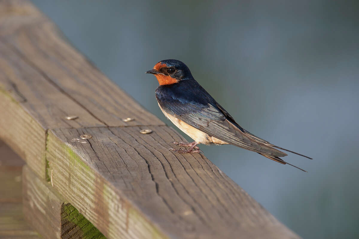Amazing aerobatics make barn swallows easy to spot