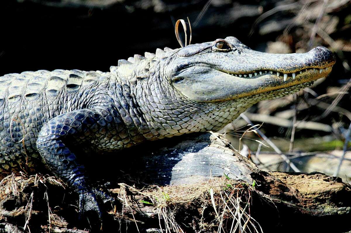 On the Outdoors: 14-footer underscores growth of Texas gator population