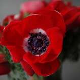 Studio Choo's flower foraging tips - SFGate