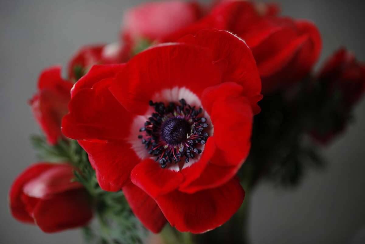 Studio Choo's flower foraging tips