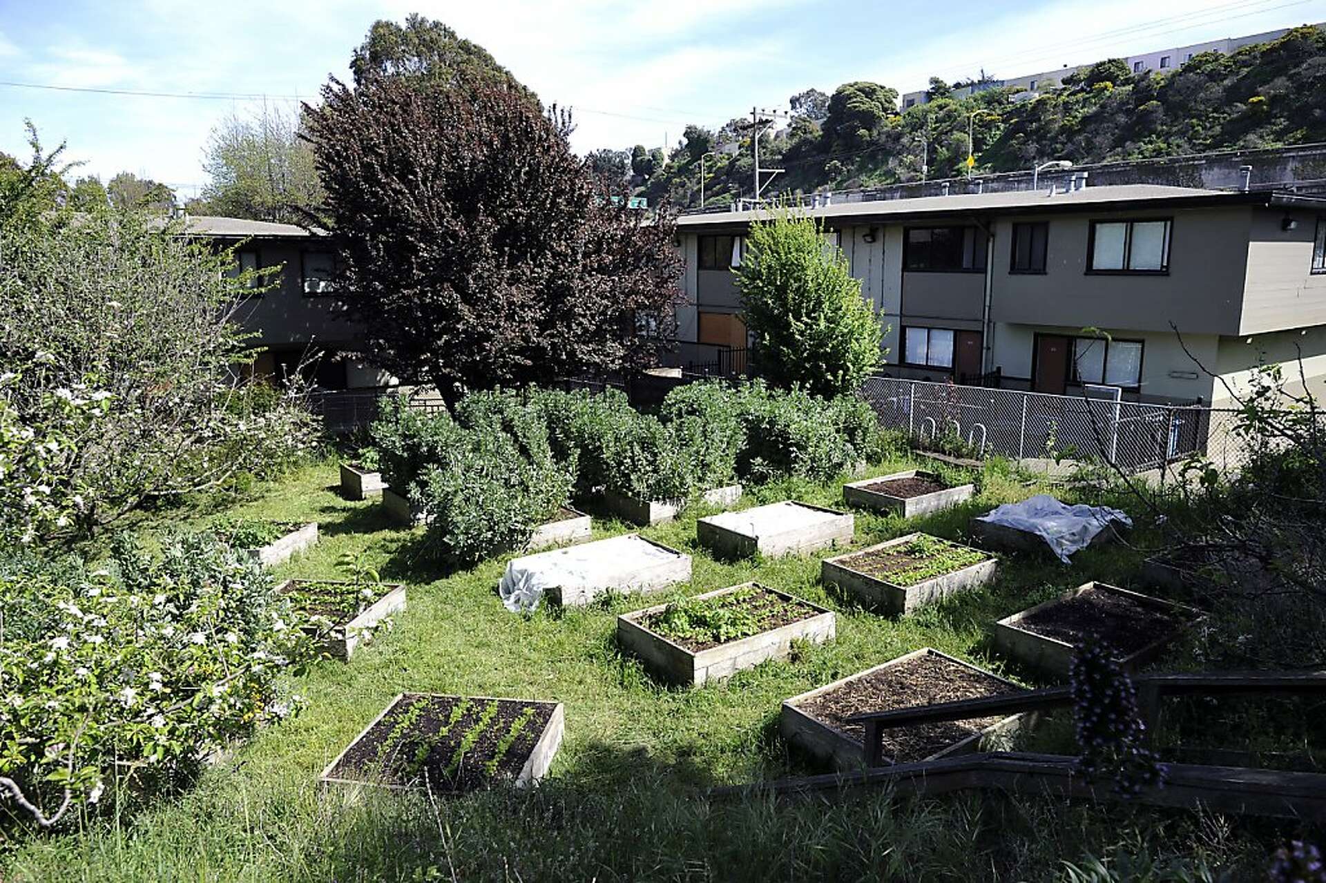 S.F.'s Alemany Farm - new crop of farmers