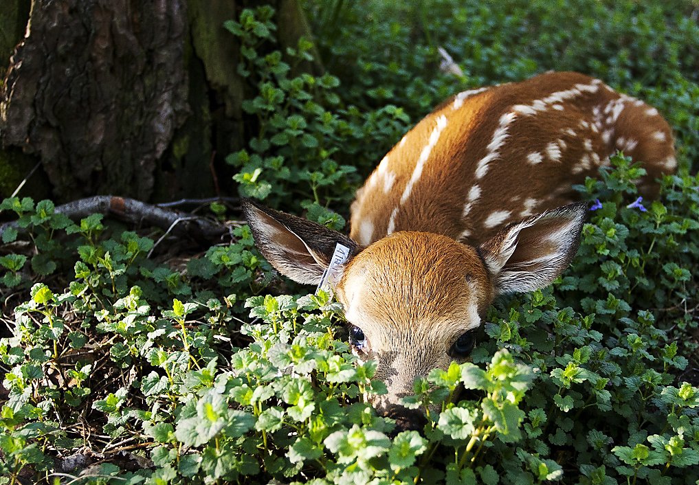 Week-old fawn euthanized after humans take it from its mother